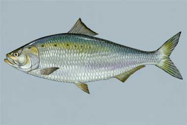 New Náhuatl Orthography Project